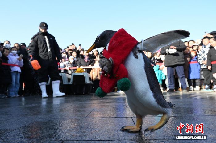 ペンギンとロボットがパフォーマンスを披露 内蒙古--人民網日本語版--人民日報